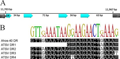 Putative Viral Crispr Locus A Schematic Of The Intergenic Region