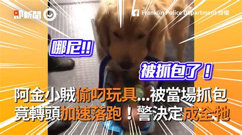阿金小賊偷叼玩具！被當場抓包 竟轉頭加速落跑警決定成全牠 被抓現行了，你還敢跑r~ 海派罐頭 影片授權：franklin