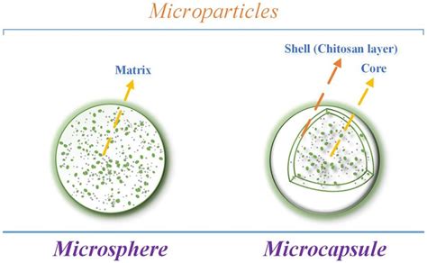 Schematic Presentation Of A Microsphere And A Microcapsule Download