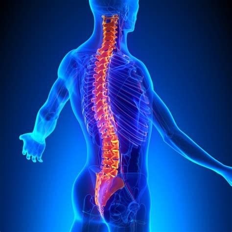 Huesos De La Columna Vertebral Anatomía Función Tipos Todo Lo De