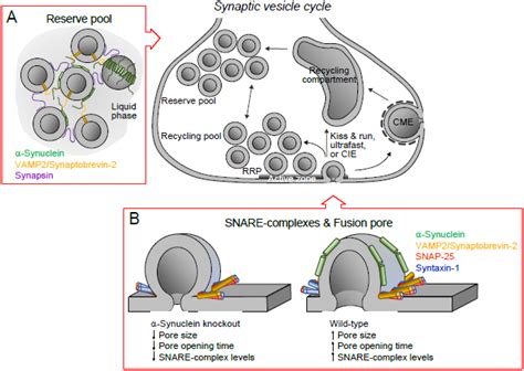 α Synuclein In Synaptic Function And Dysfunction Pmc