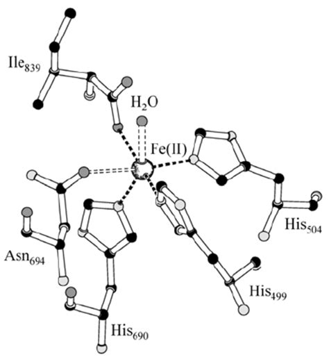 13 Soybean Lipoxygenase L 1 Active Site Iron Coordination Geometry Download Scientific