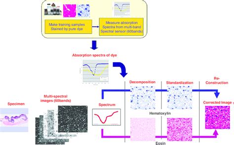 Overview Of The Steps In The Previous Color Standardization Algorithm