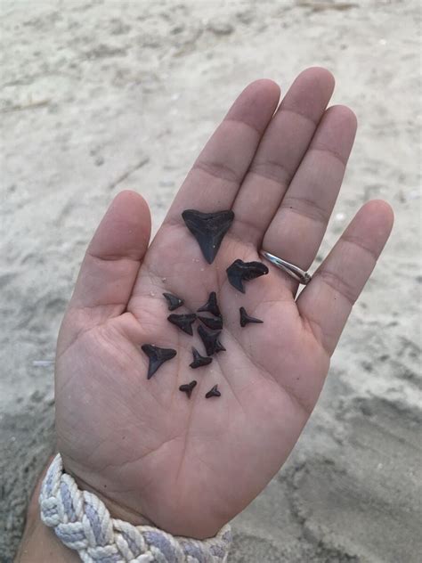 How To Identify Those Shark Teeth You Just Found Garden And Gun