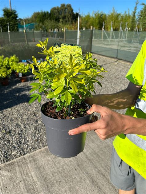 Hedging Plants Pleached Trees Grasslands Nursery