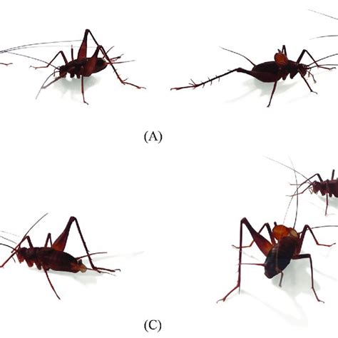 Endecous Chape Mating Behavior A Courtship Position B Male