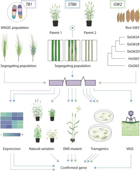 Applying The Latest Advances In Genomics And Phenomics For Trait