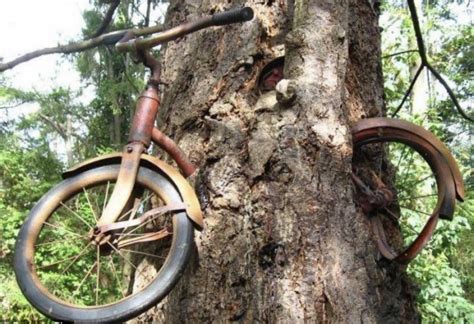 50 50 Bike In A Tree SFW Girl Crushed By Giant Tree NSFW L R FiftyFifty