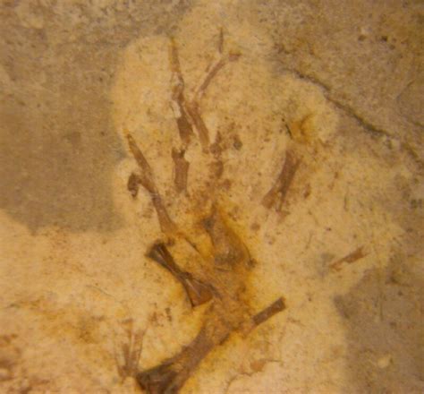 Ordosemys Turtle Fossil