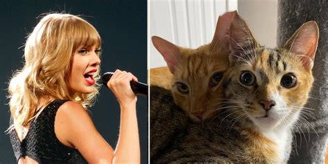 Taylor Swift Proves Claims Of Cat Knowledge Are Truly Swift