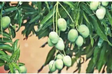 Horticulture Dept Lessons To Protect Mango Orchards In Malda The