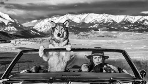 David Yarrow Wolves Maddox Gallery