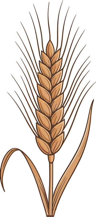 Wheat Stalk Illustration Detailed Grain Design For Agriculture And