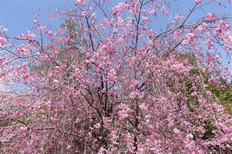 向嶽寺の桜 2025年の見頃は 歩いてみたブログ