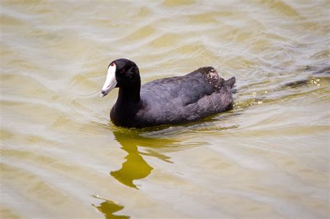 American Coot HF G