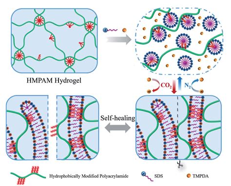 Figure 1 From Co2 Responsive Self Healable Hydrogels Based On Hydrophobically Modified Polymers