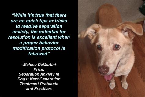Dog Separation Anxiety Is Treatable — Dog Training