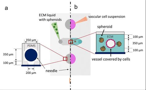 Ecm Casting With Tumor Spheroids And Endothelial Cell Seeding A A