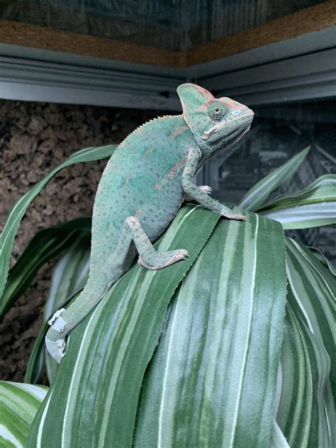 Is My Chameleon Male Or Female R Chameleons