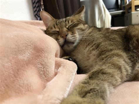 おわかりいただけただろうか ワンちゃんの後ろに忍び寄るとある生き物が可愛すぎる「ひょっこりにゃんっ」 2ページ目 Togetter
