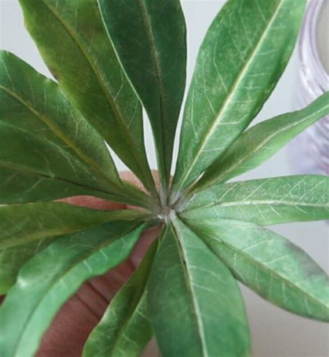 Fito Mold - exclusive content on Boosty