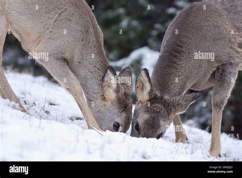 Closeup Image Of Two Roe Deer Siblings Capreolus Capreolus Eating