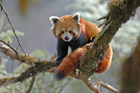 New Standard Brings Best Practices To Bear In Nepals Red Panda Conservation