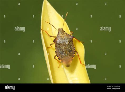 Closeup Of The Bug Arma Custos On A Yellow Green Leaf Of A Privet