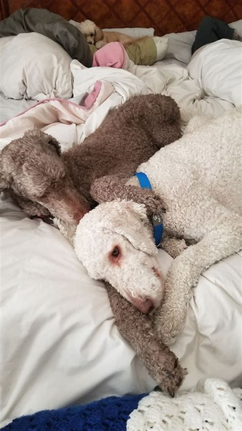 Cuddling Brothers Liko The Standard Poodle And Blue The Labradoodle