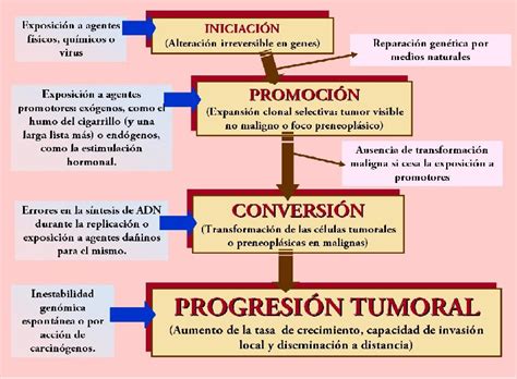 Las Etapas Del Cancer