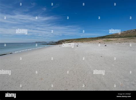 Carcass Island Beach With Gentoo Penguins Falklands January 2024