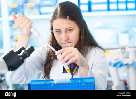 MODEL RELEASED Female Laboratory Technician Using A Pipette In The Laboratory Stock Photo Alamy
