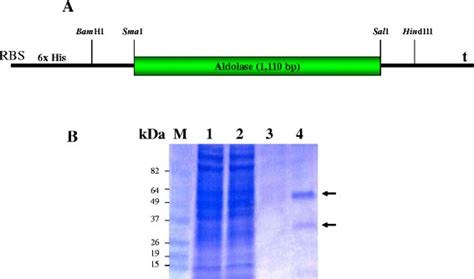 Gene Structure For The Expression Of Pv Aldolase A Patterns Of