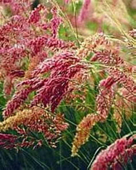 Pink Crystals Ruby Grass 25 Seeds Rhynchelytrum Hirts Gardens