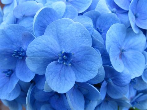 Hydrangea Images Free Photos Png Stickers Wallpapers And Backgrounds