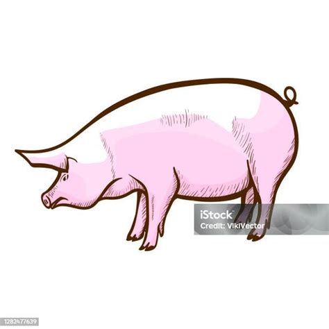 Domuz El Çizilmiş Simge Domuz Domuz Domuz Yetiştirme Çiftliği Domuz