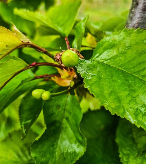 Tiny Cherry Rain X Grow Great Fruit