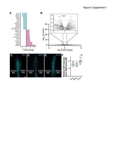 Figure Supplement 1 RNA Sequencing Identified Four Neural Crest Genes