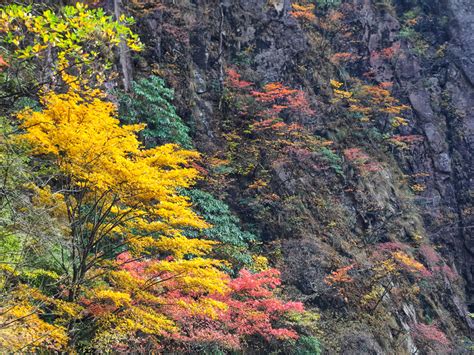 黄山：层林尽染秋意浓 时事新闻 胡杨网2022 兵团胡杨网 新疆兵团新闻门户