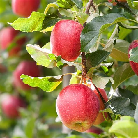 Buy Jonathan Apple Tree For Sale Buy Apple Trees Perfect Plants