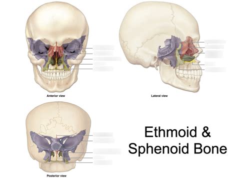 Ethmoid And Sphenoid Bone Diagram Quizlet