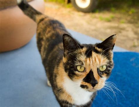 Tortoise Shell Cat By Somethingorsum On Deviantart