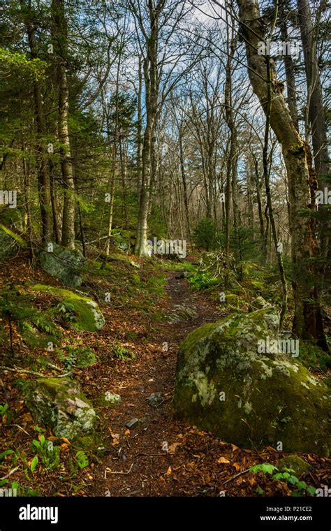 Appalachian Trail Leading To The Spruce Fir Forest On Mount Rogers In