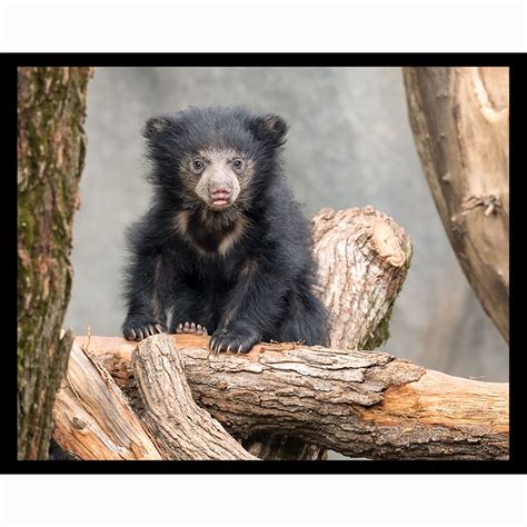 Sloth Bear Cub Night Light Designs