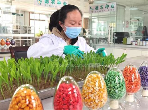 甘肃张掖玉米种子企业确保农民用种安全 人民图片网