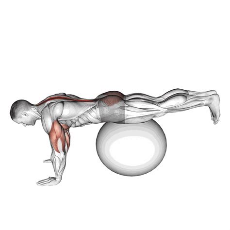 Exercise Ball Prone Leg Raise How To Perform Form Tips Muscles