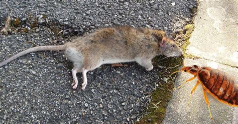 Paris Des rats attaqués et dévorés par des punaises de lit de plus en