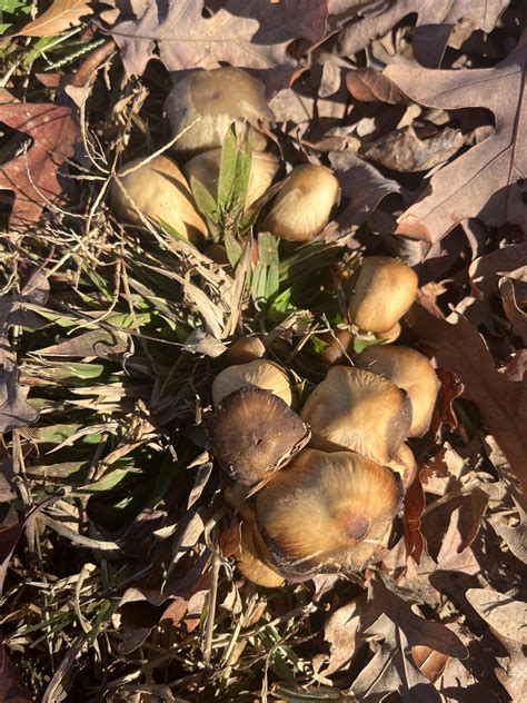 Need Help Iding Rmushroomid