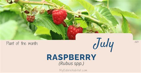 Growing Raspberries Ruby Of The Garden My Edible Habitat