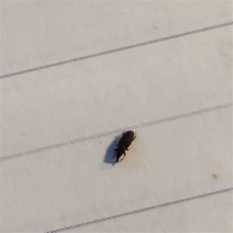 Smaller Than Grain Of Rice Vancouver Bc Rwhatsthisbug